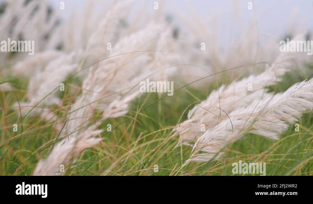 Kash phool Stock Videos & Footage - HD and 4K Video Clips - Alamy
