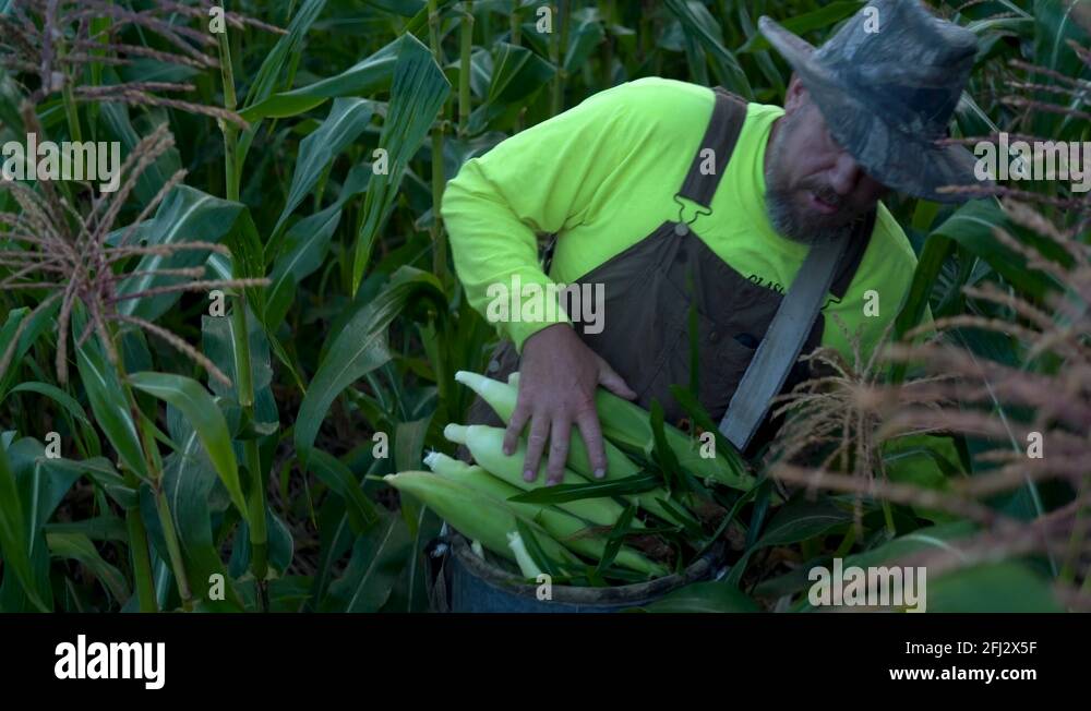 Ping top Stock Videos & Footage - HD and 4K Video Clips - Alamy