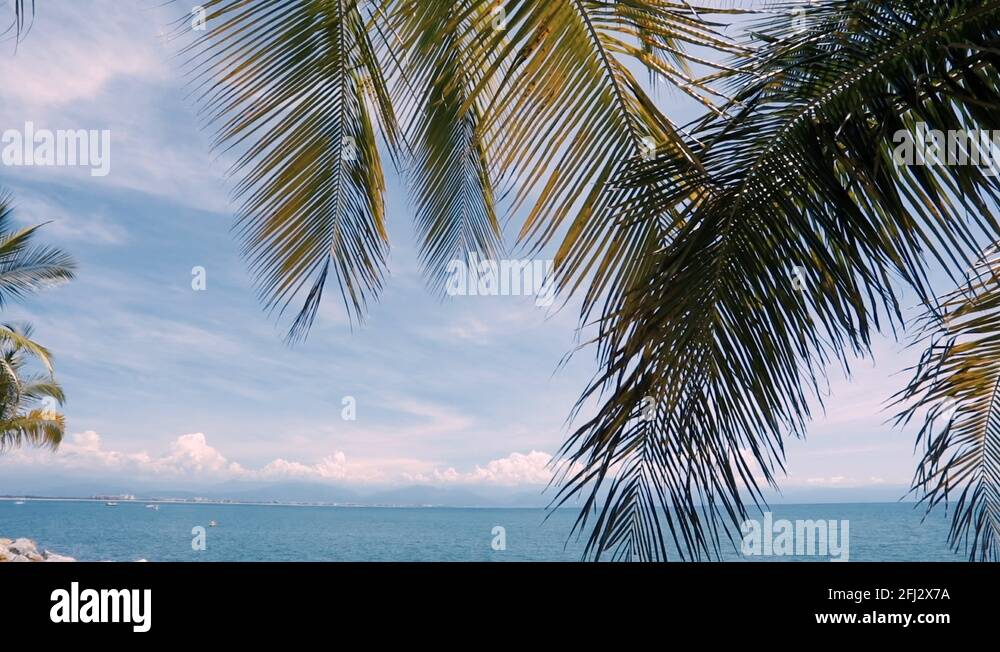Large palm tree leaves Stock Videos & Footage - HD and 4K Video Clips ...