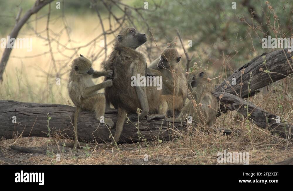 Primate family tree Stock Videos & Footage - HD and 4K Video Clips - Alamy