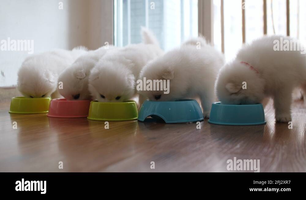 Samoyed group Stock Videos & Footage - HD and 4K Video Clips - Alamy