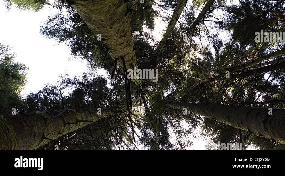 Tall conifer trees Stock Videos & Footage - HD and 4K Video Clips - Alamy