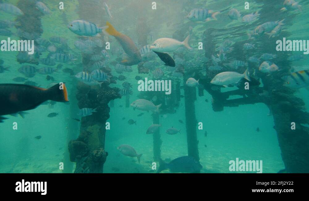 Deep sea fish group illustration Stock Videos & Footage - HD and 4K ...