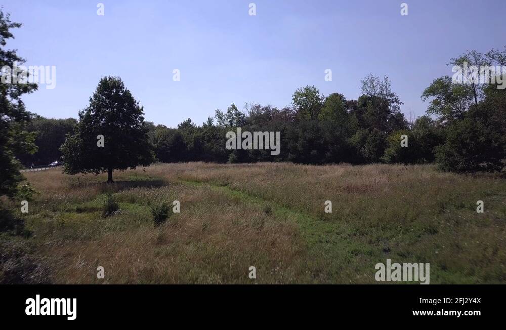 Trent park trees Stock Videos & Footage - HD and 4K Video Clips - Alamy