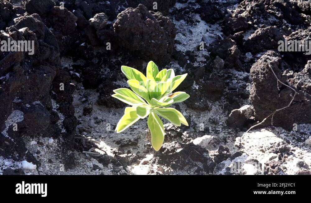 Indigenous native plant Stock Videos & Footage - HD and 4K Video Clips ...