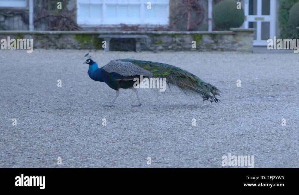 Peacock house Stock Videos & Footage - HD and 4K Video Clips - Alamy