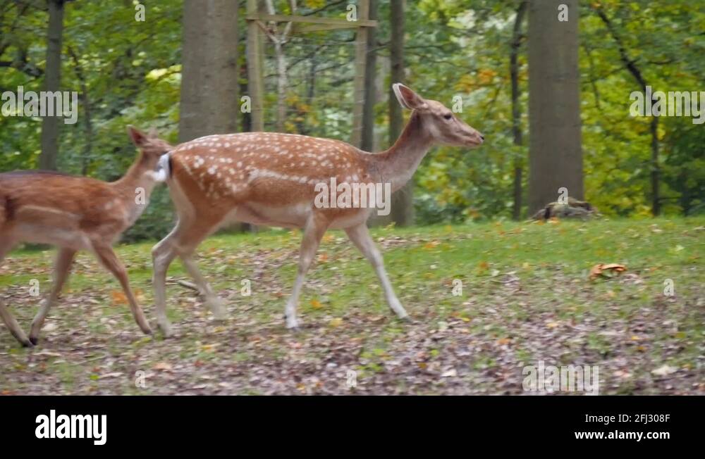 Two young deer, female and child, walking around in the natural forest ...