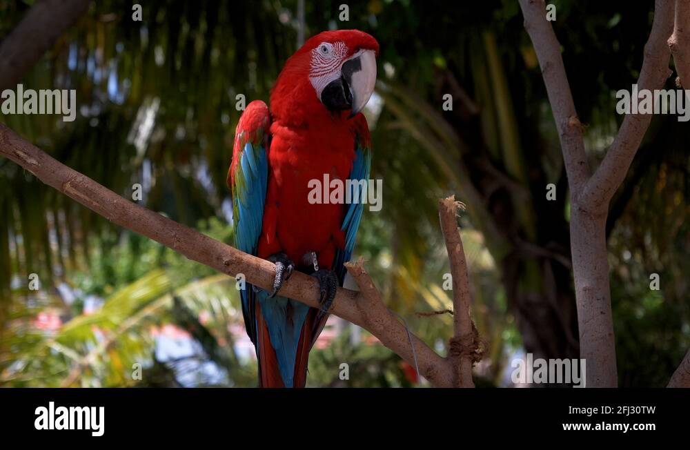 Red bright parrot Stock Videos & Footage - HD and 4K Video Clips - Alamy