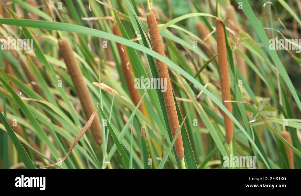 Bulrush heads, also called Cattail and Reedmace, blowing in a strong ...