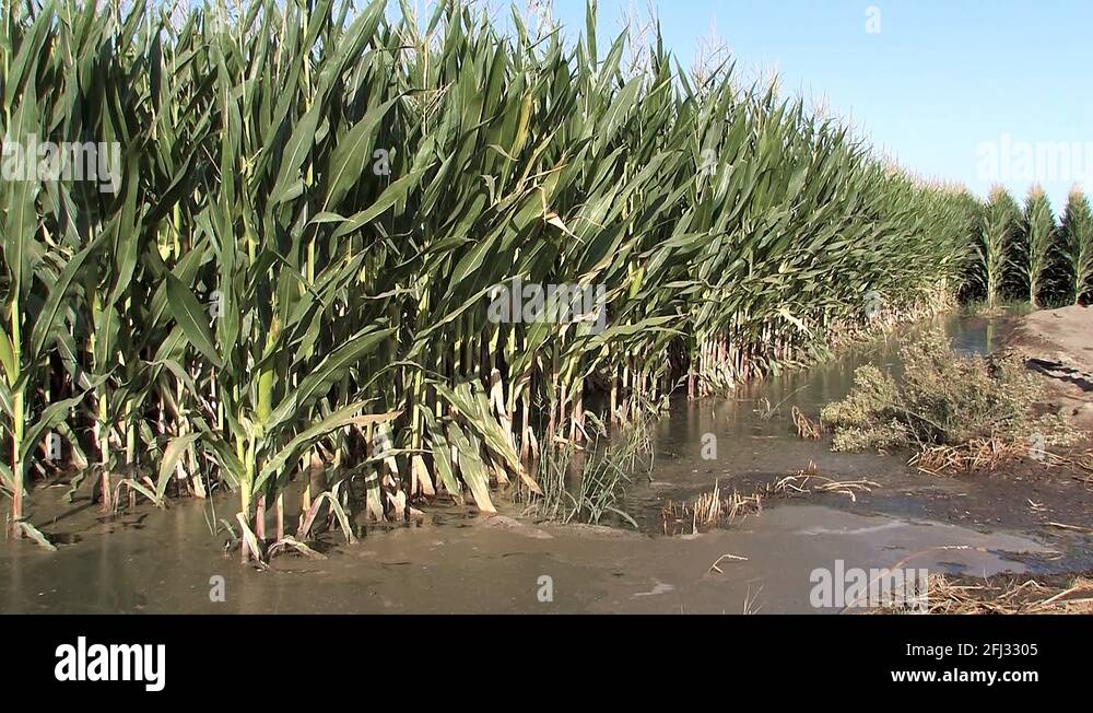 Flood irrigation corn Stock Videos & Footage - HD and 4K Video Clips ...