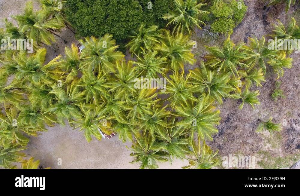 Coconutes trees in Awala Yalimapo village Guiana by drone Stock Video ...
