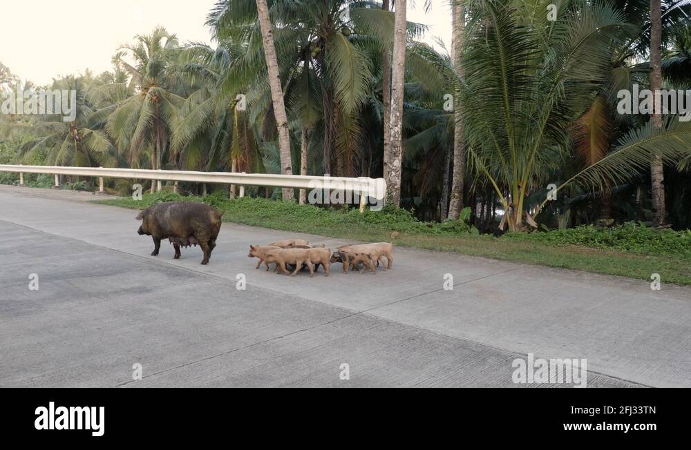 Pig crossing road Stock Videos & Footage - HD and 4K Video Clips - Alamy