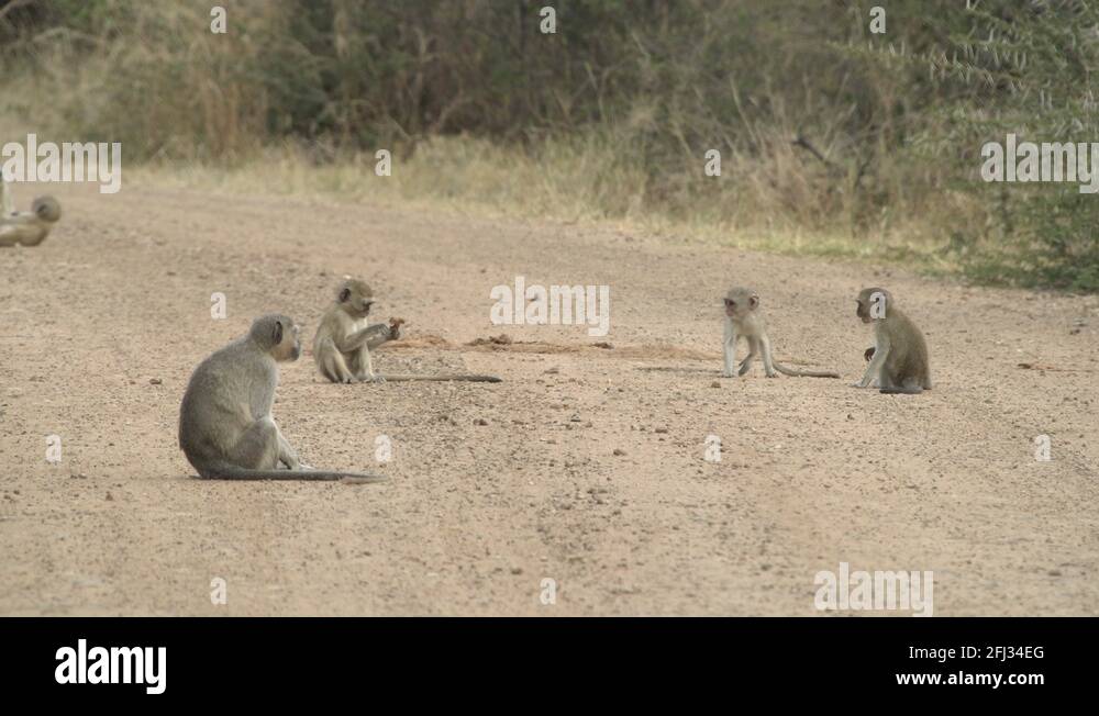 Monkey teasing Stock Videos & Footage - HD and 4K Video Clips - Alamy
