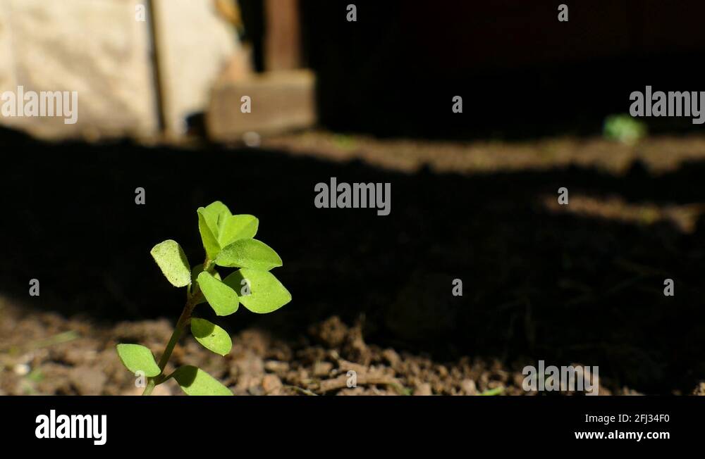 Weed and its shadow Stock Videos & Footage - HD and 4K Video Clips - Alamy