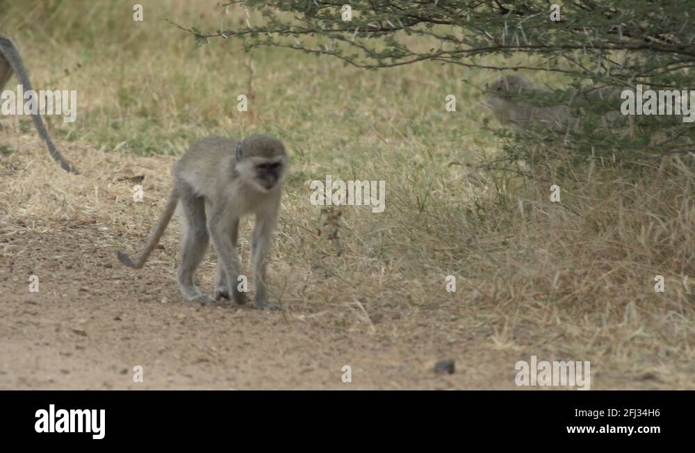 Savanna monkey Stock Videos & Footage - HD and 4K Video Clips - Alamy