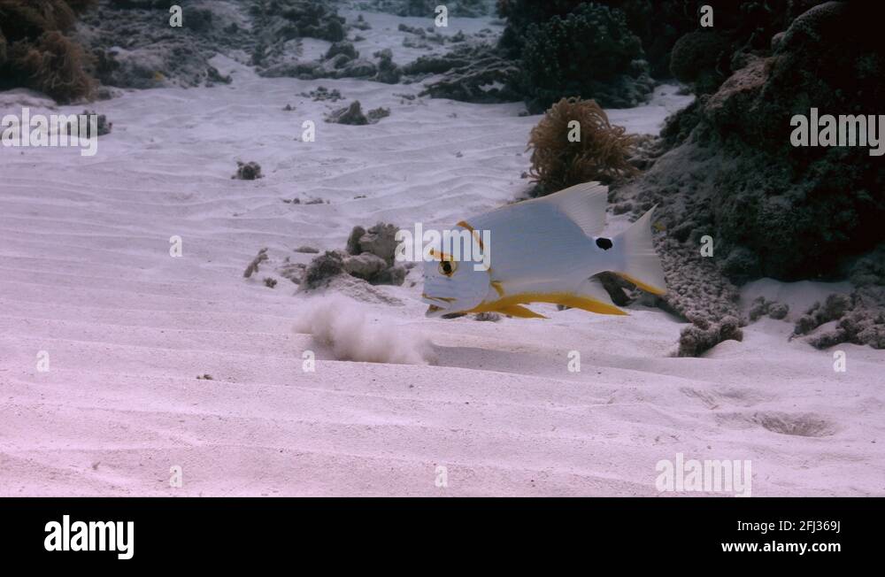 Shallow sandy Stock Videos & Footage - HD and 4K Video Clips - Alamy