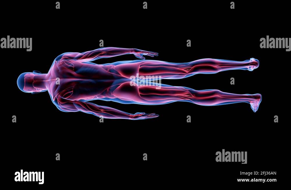 Human Male Anatomy 3D Animation Biology Science Technology Stock Video ...