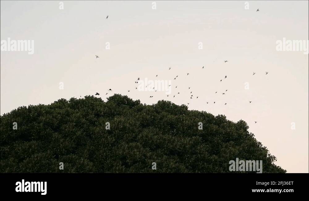 Birds wildlife tree roost Stock Videos & Footage - HD and 4K Video ...