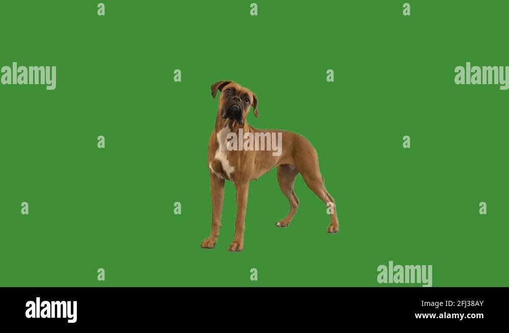 boxer dog stares at the green screen Stock Video Footage - Alamy