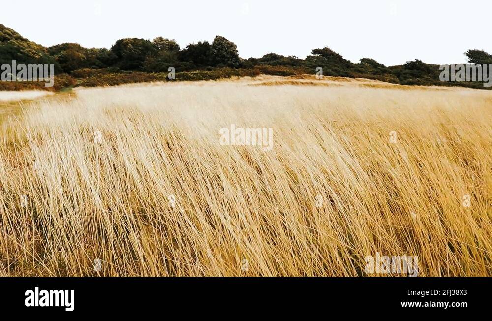 Dried out color Stock Videos & Footage - HD and 4K Video Clips - Alamy