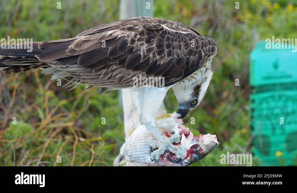 Bream fish australia Stock Videos & Footage - HD and 4K Video Clips - Alamy