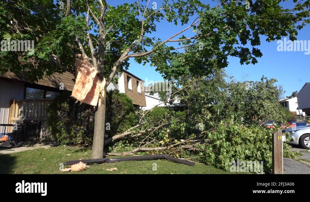 Tornado aftermath tree Stock Videos & Footage - HD and 4K Video Clips ...