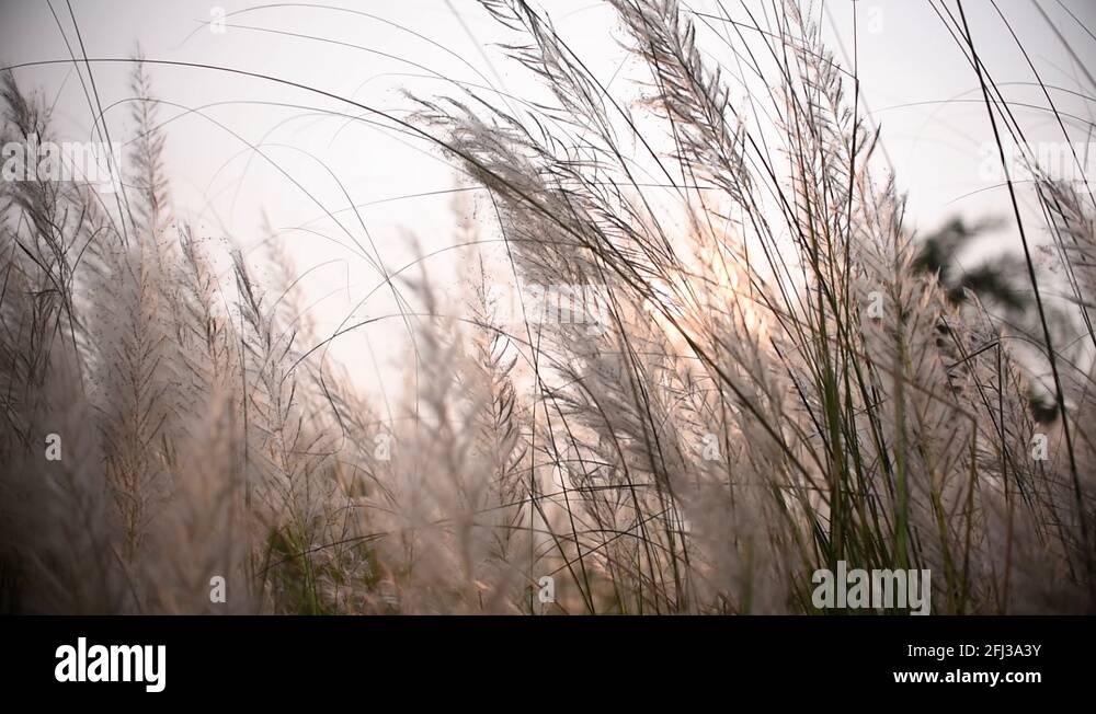 Plants blowing in wind Stock Videos & Footage - HD and 4K Video Clips ...