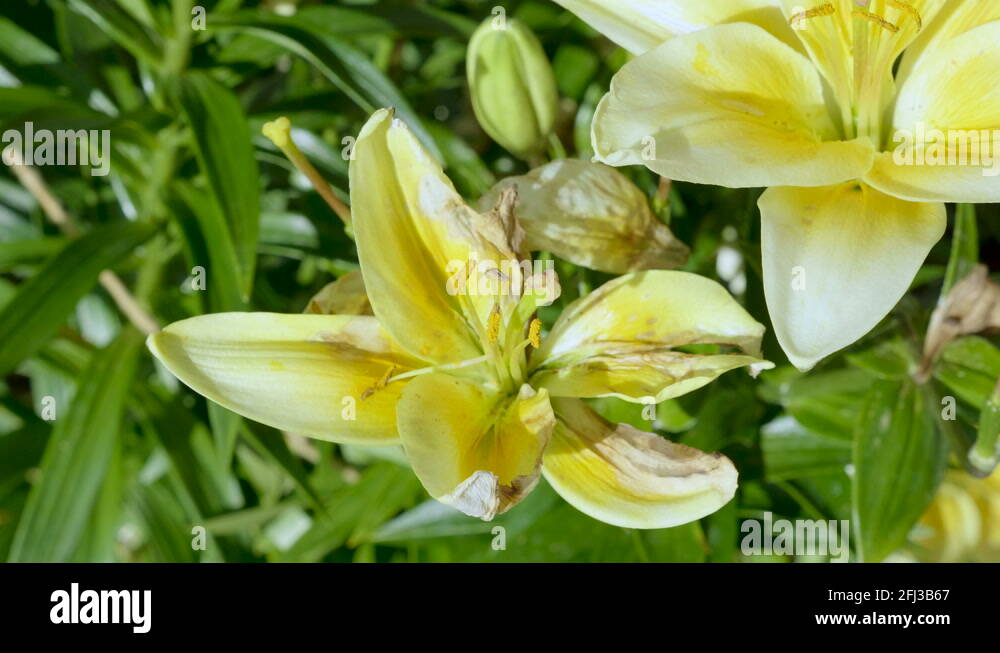Botrytis cinerea Stock Videos & Footage - HD and 4K Video Clips - Alamy
