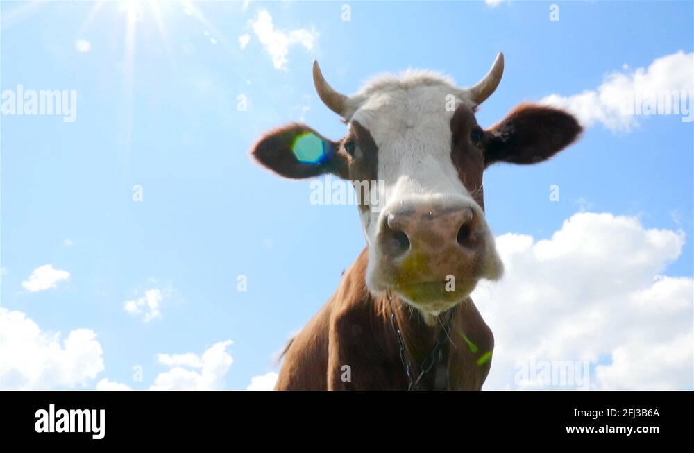 Curious cow looks camera close Stock Videos & Footage - HD and 4K Video ...