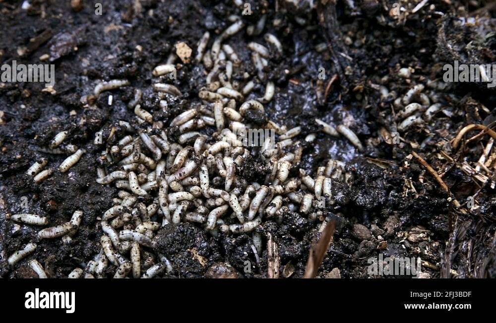 Rotten food maggots Stock Videos & Footage - HD and 4K Video Clips - Alamy