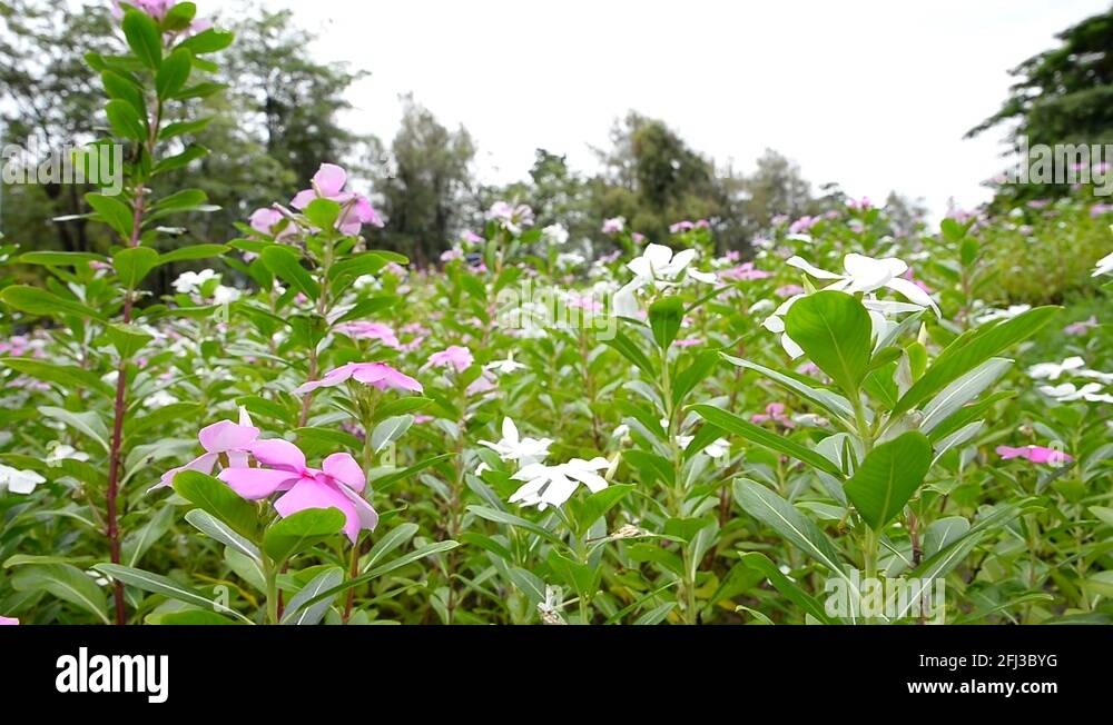 Garden position Stock Videos & Footage - HD and 4K Video Clips - Alamy