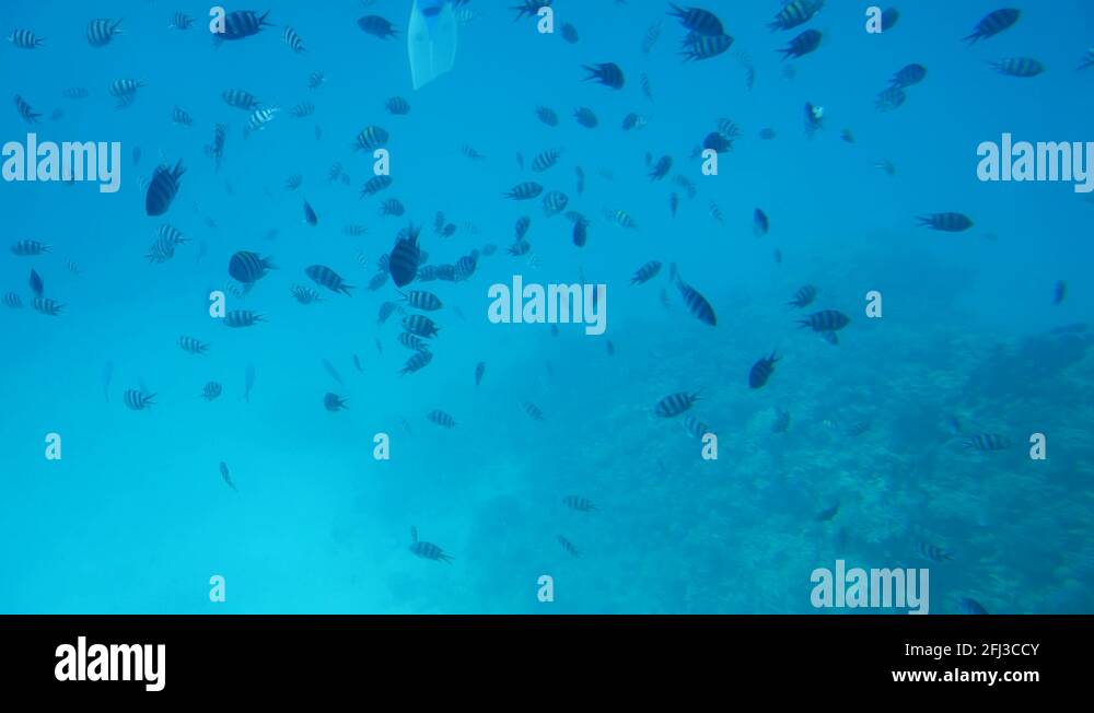Sergeant major fish in wild Stock Videos & Footage - HD and 4K Video ...