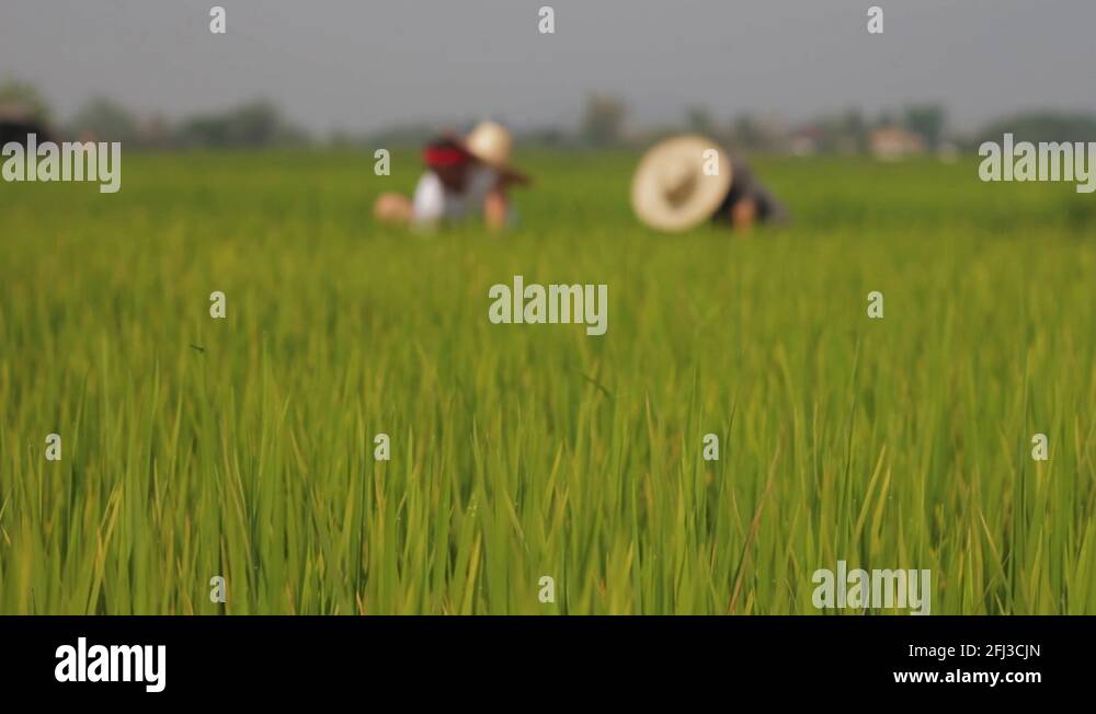 Foreign farm workers Stock Videos & Footage - HD and 4K Video Clips - Alamy