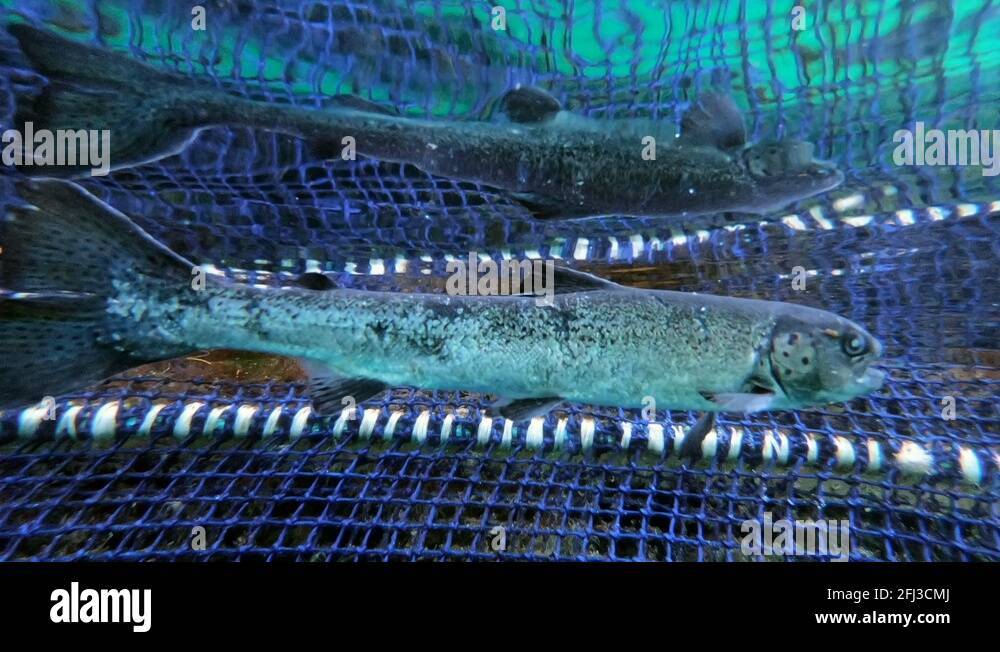 Fish farm underwater salmon Stock Videos & Footage - HD and 4K Video ...