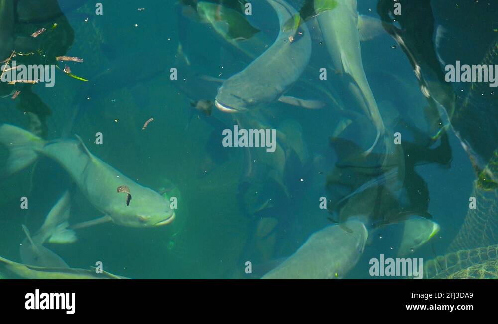 Sea fish floating in water on farm. Breeding and cultivation, fish ...