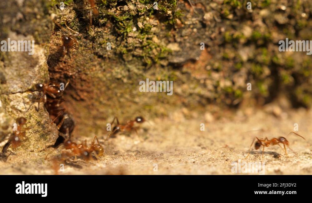 Cave nest Stock Videos & Footage - HD and 4K Video Clips - Alamy