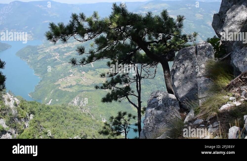 River rock tree Stock Videos & Footage - HD and 4K Video Clips - Alamy