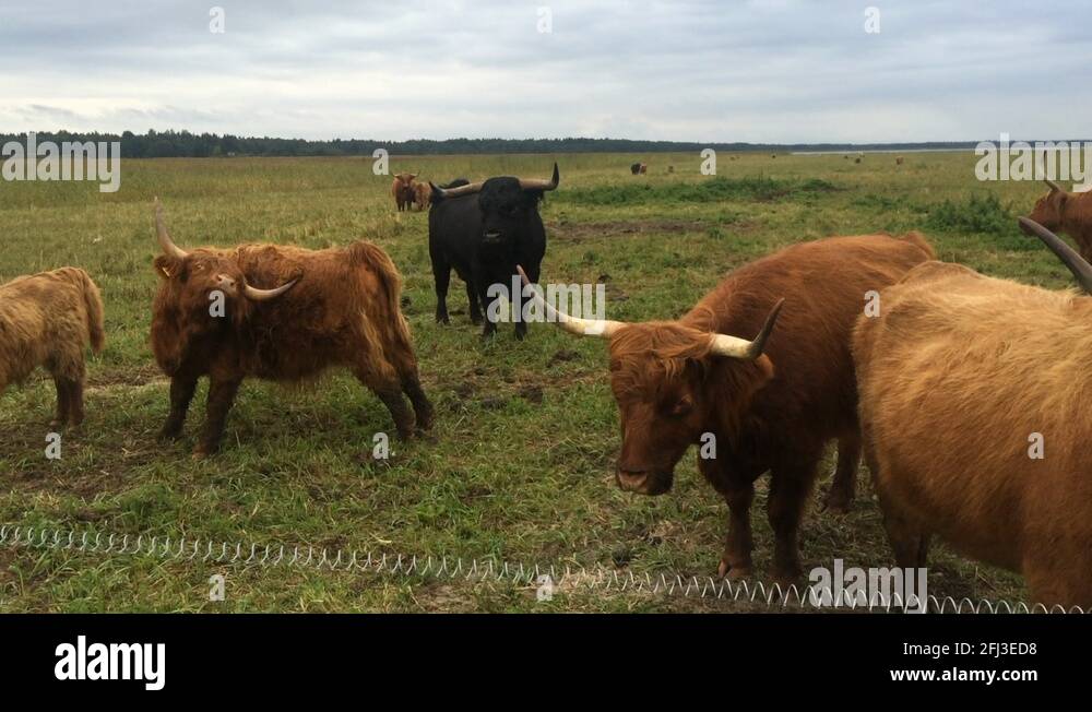 Highland horn Stock Videos & Footage - HD and 4K Video Clips - Alamy