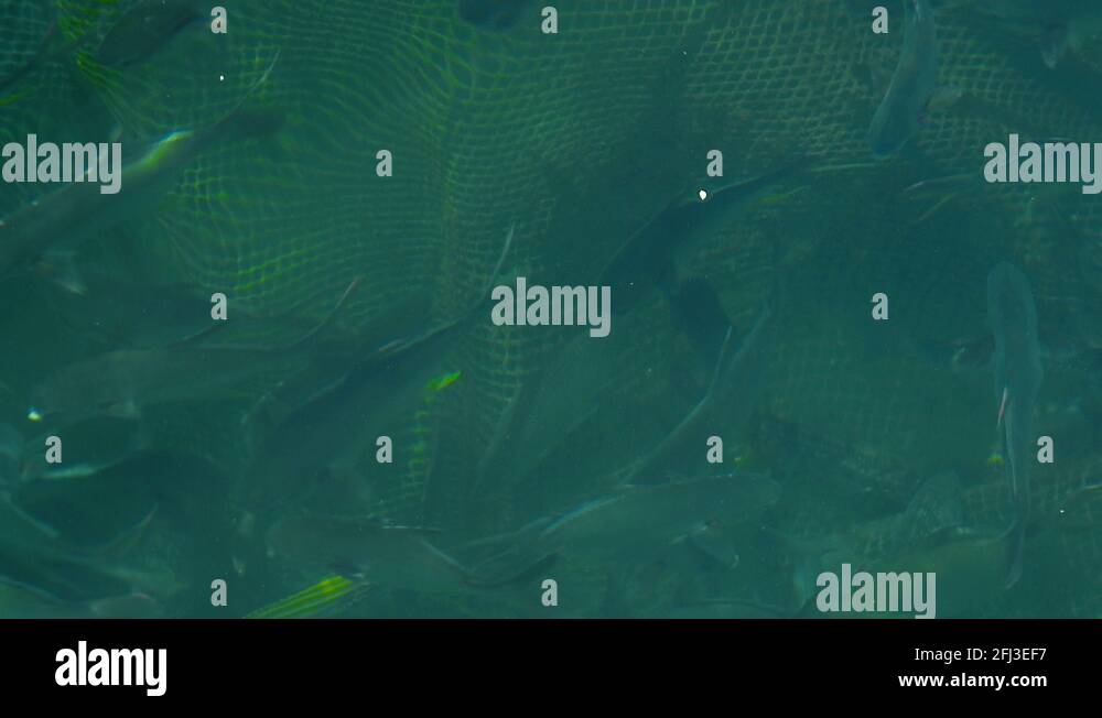 Sea fish floating in water on farm. Breeding and cultivation, fish ...