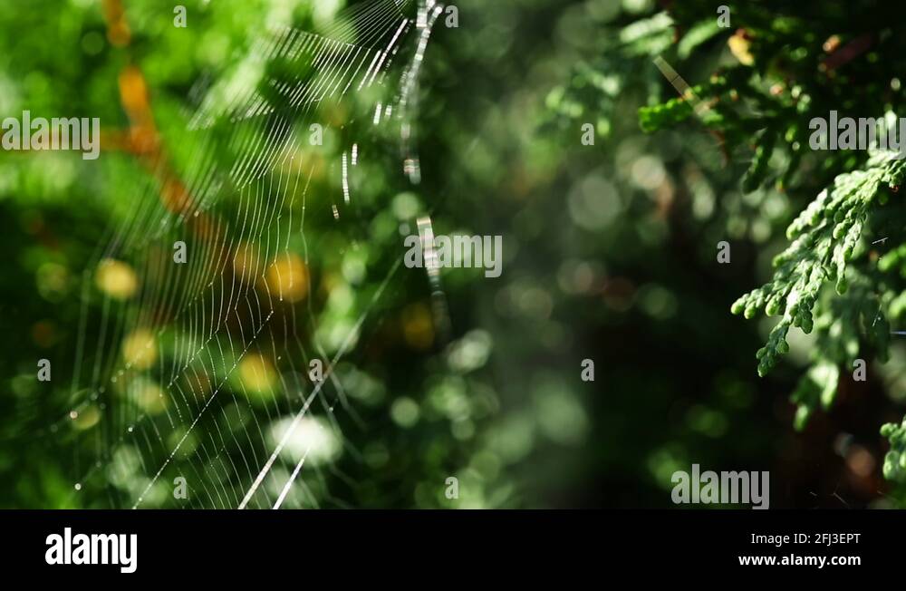 Spider web close Stock Videos & Footage - HD and 4K Video Clips - Alamy