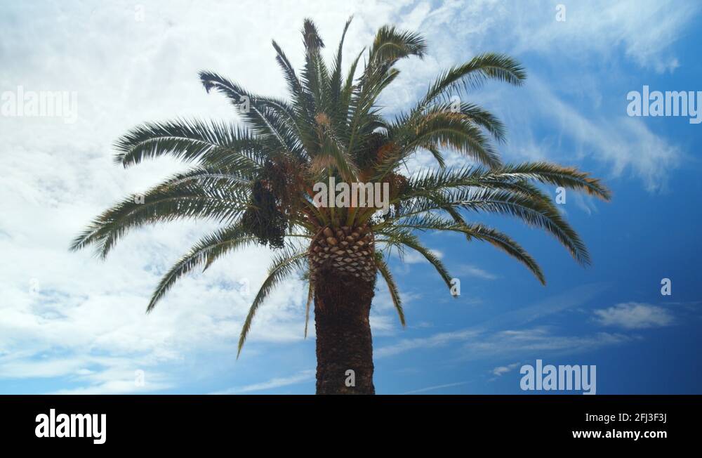 European palm tree Stock Videos & Footage - HD and 4K Video Clips - Alamy