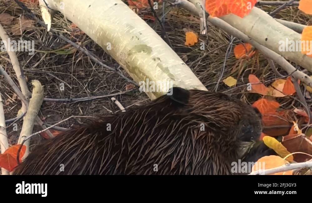 Animal work beaver work Stock Videos & Footage - HD and 4K Video Clips ...