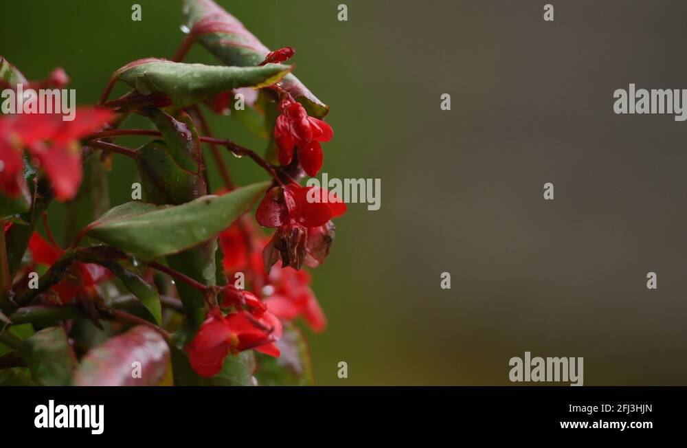 Red balcony Stock Videos & Footage - HD and 4K Video Clips - Alamy