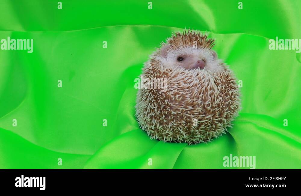 A cute hedgehog on green screen Stock Video Footage - Alamy