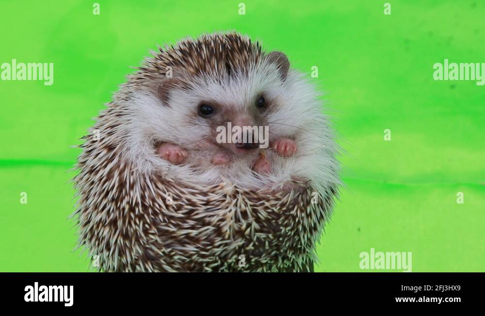 A cute hedgehog on green screen Stock Video Footage - Alamy