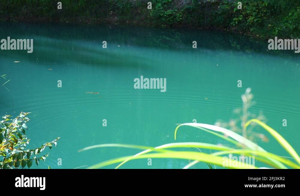 A rock tossed into a calm pond splashes and makes ripples. Quiet ...