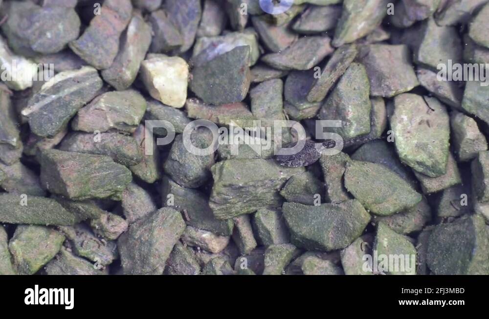 Eating stones Stock Videos & Footage - HD and 4K Video Clips - Alamy