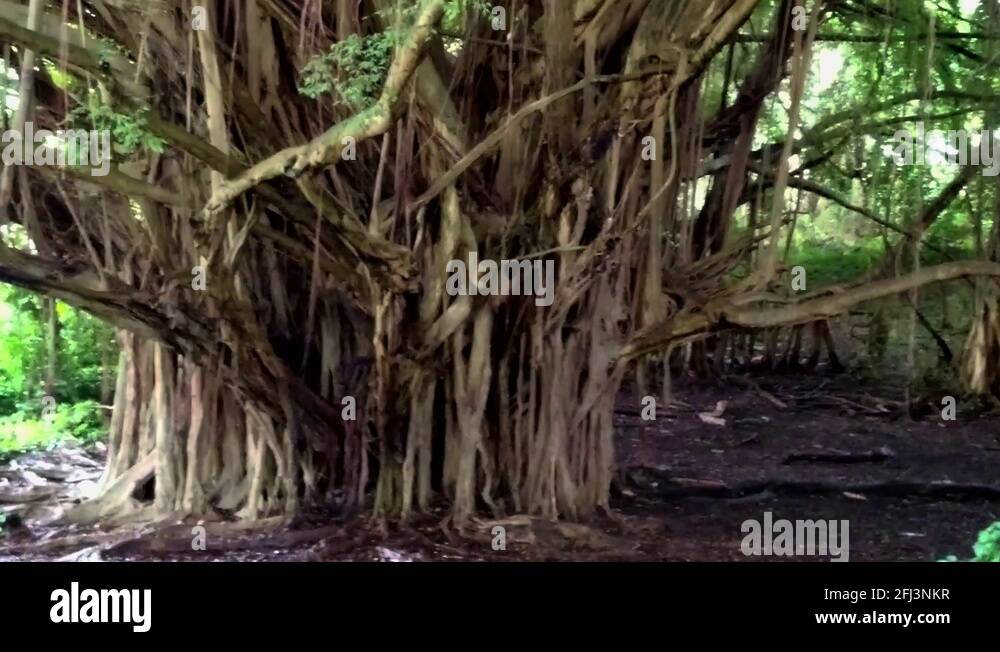 Crazy climate Stock Videos & Footage - HD and 4K Video Clips - Alamy