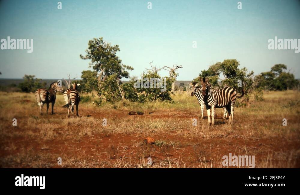 Awesome zebras Stock Videos & Footage - HD and 4K Video Clips - Alamy