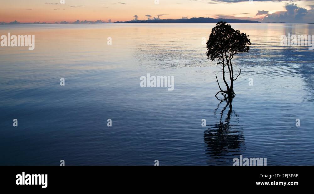 Sea and the tree Stock Videos & Footage - HD and 4K Video Clips - Alamy